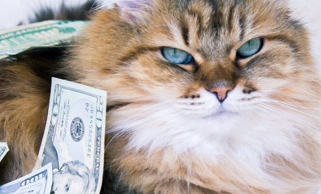 Funny Pictures Of Cats Posing With Money