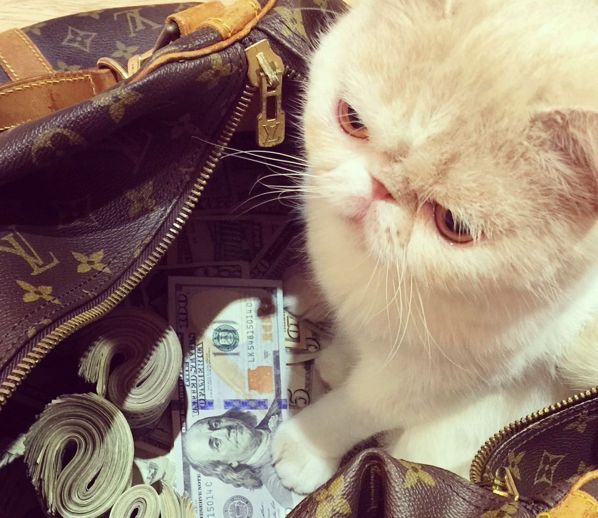 Funny Pictures Of Cats Posing With Money