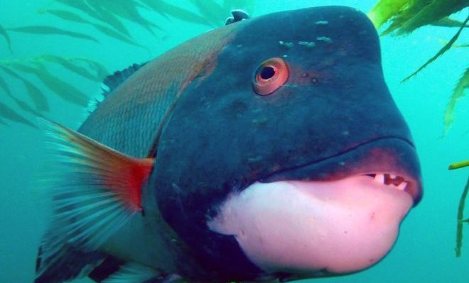 Lambs Head Fish
