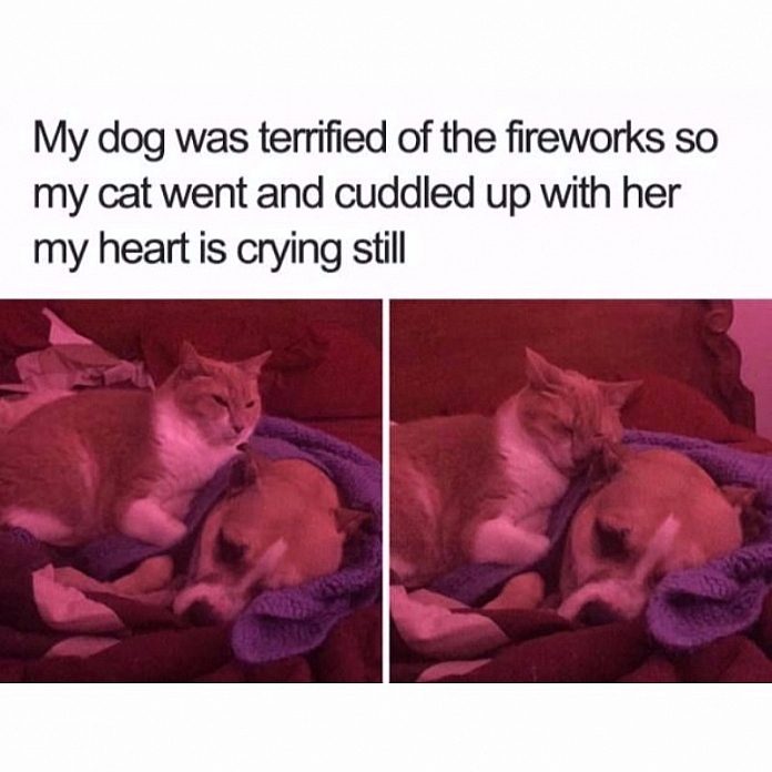 20 Feel Good Memes That Will Tug At Your Heartstrings