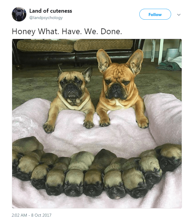25 Of The Funniest Animal Tweets Of 2017